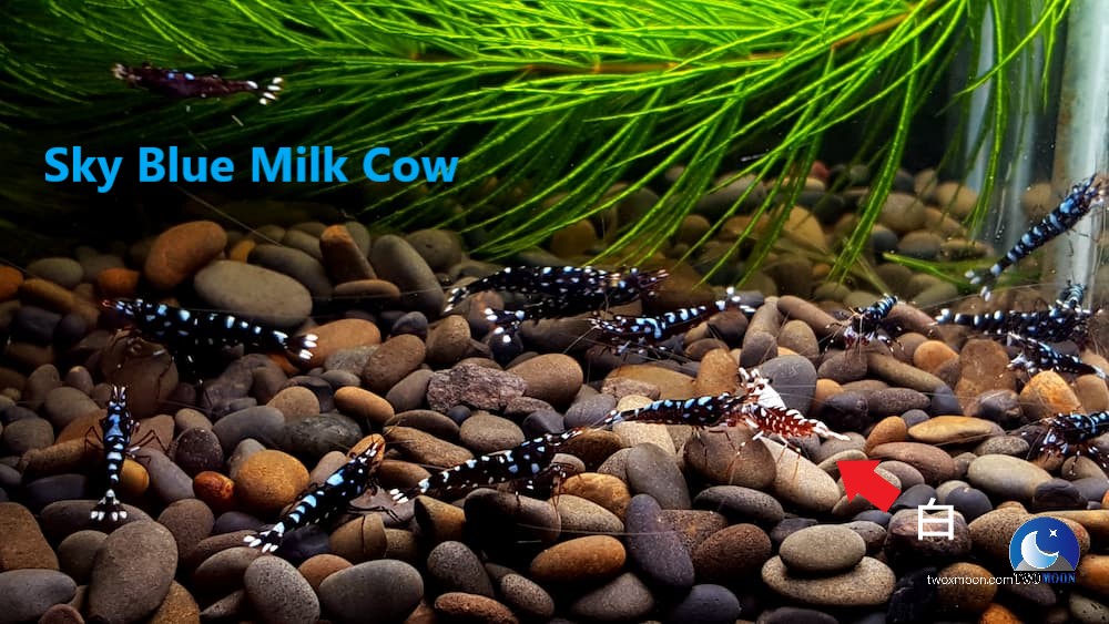 天空藍乳牛蝦（Sky Blue Cow Shrimp）的育種與發展 – 月光蘇蝦場TWOxMOON