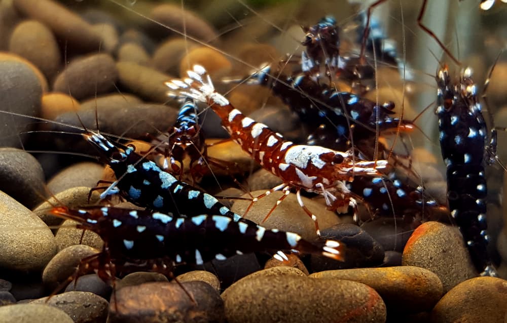 天空藍乳牛蝦（Sky Blue Cow Shrimp）的育種與發展 – 月光蘇蝦場TWOxMOON